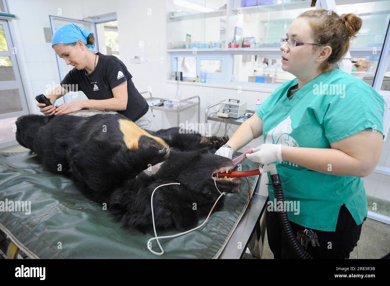 Asian black bear (Ursus thibetanus), rescued from bile farm, Animal ...