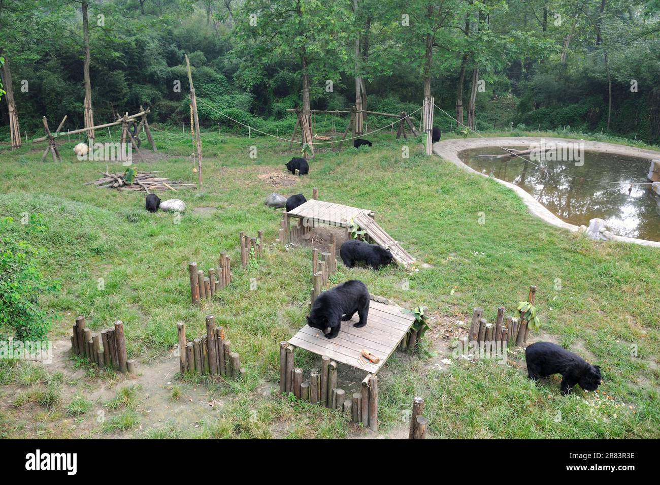 Asian black bears (Ursus thibetanus), Animal Asia Foundation sanctuary ...