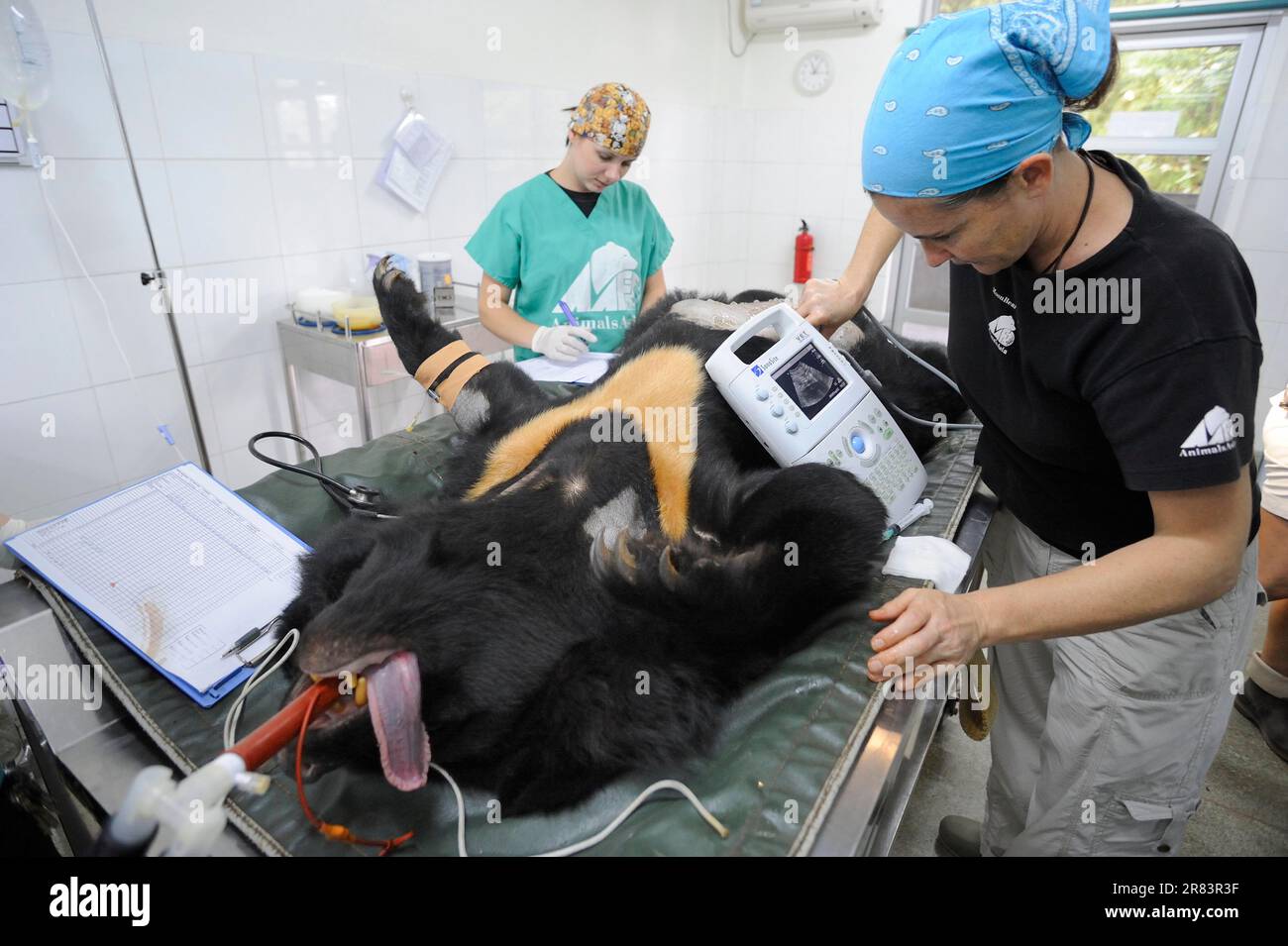 Asian black bear (Ursus thibetanus), rescued from bile farm, Animal ...