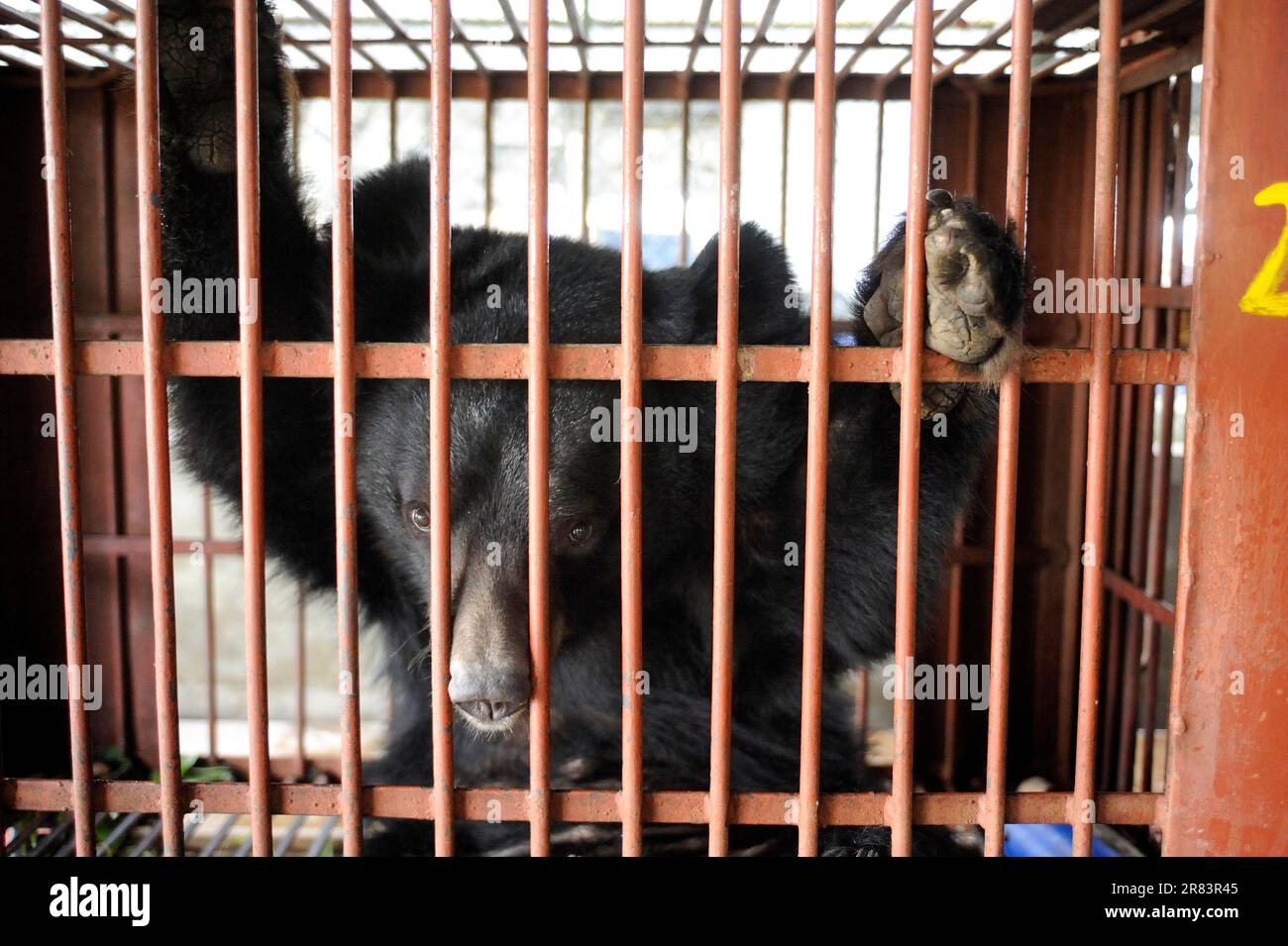 Moon bear sanctuary hi-res stock photography and images - Alamy