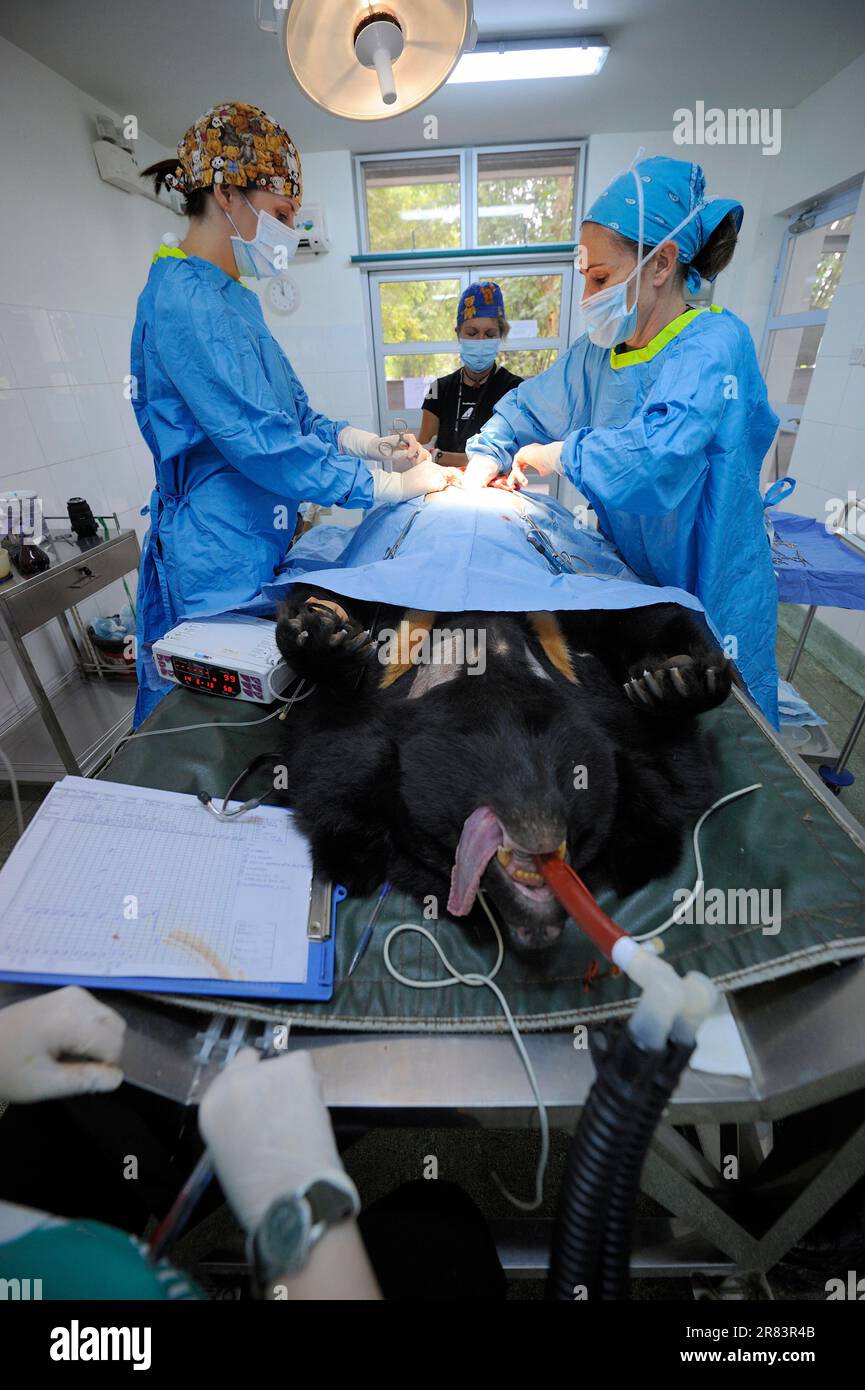 Asian black bear (Ursus thibetanus), rescued from bile farm, Animal ...