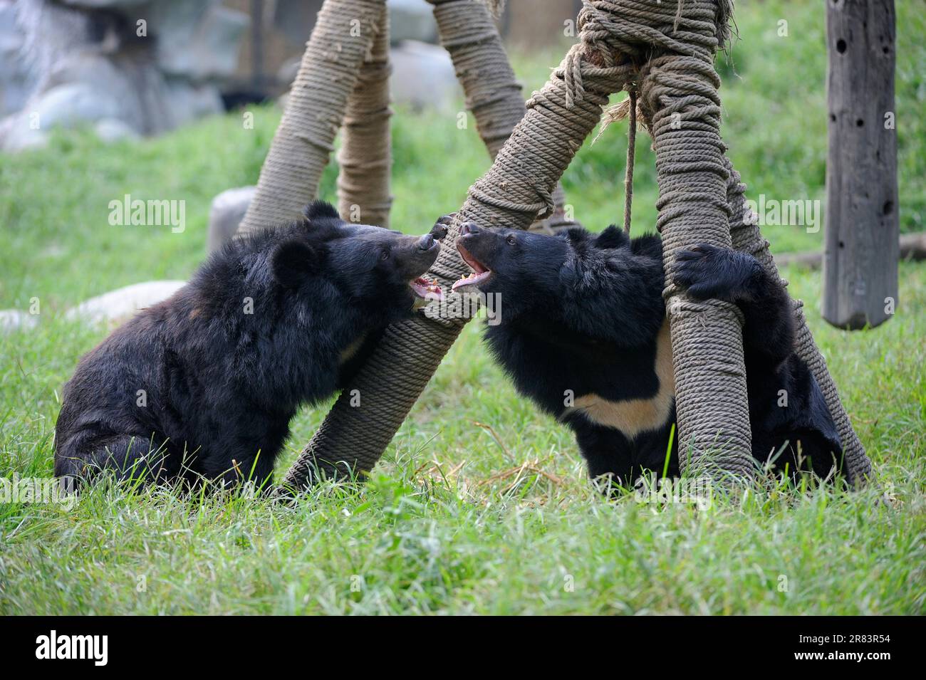 Asian black bears (Ursus thibetanus), Animal Asia Foundation sanctuary ...