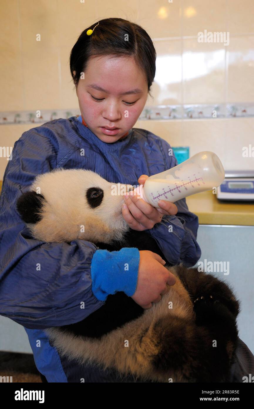 Animal keeper and Giant Panda (Ailuropoda melanoleuca), 5 months ...