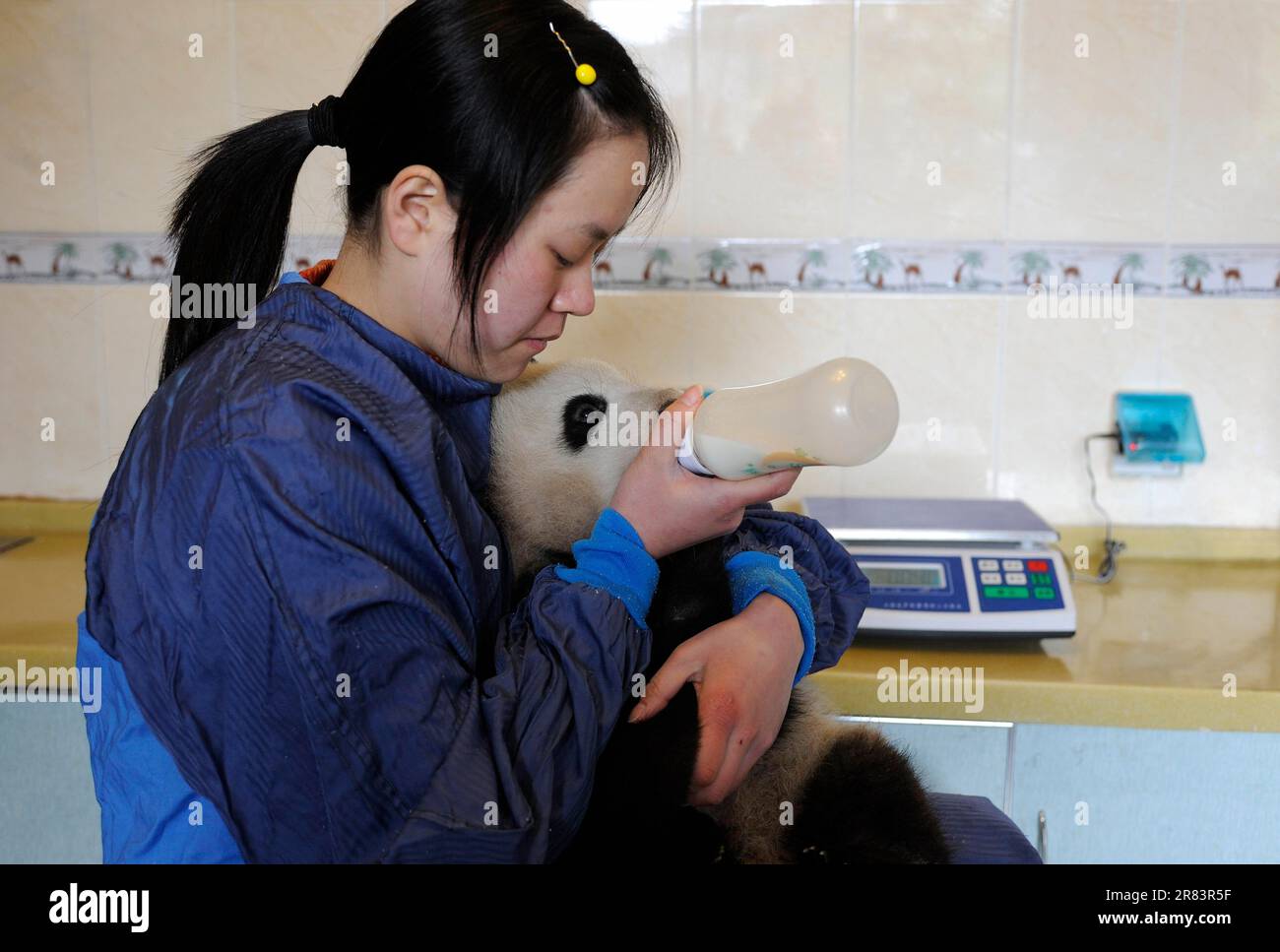 Animal keeper and Giant Panda (Ailuropoda melanoleuca), 5 months ...
