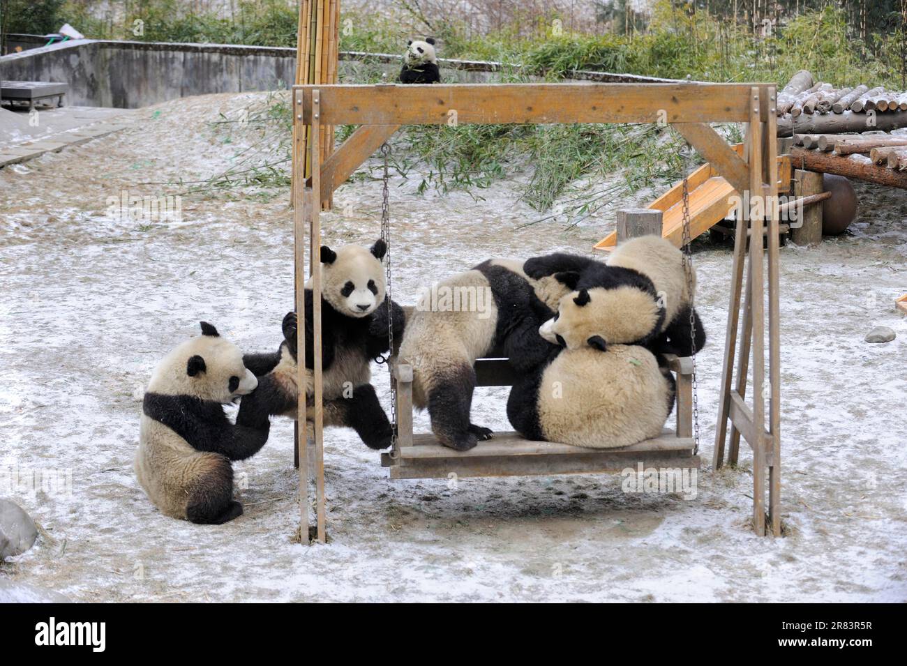 Giant Pandas (Ailuropoda melanoleuca), cubs in enclosure, Wolong Nature ...