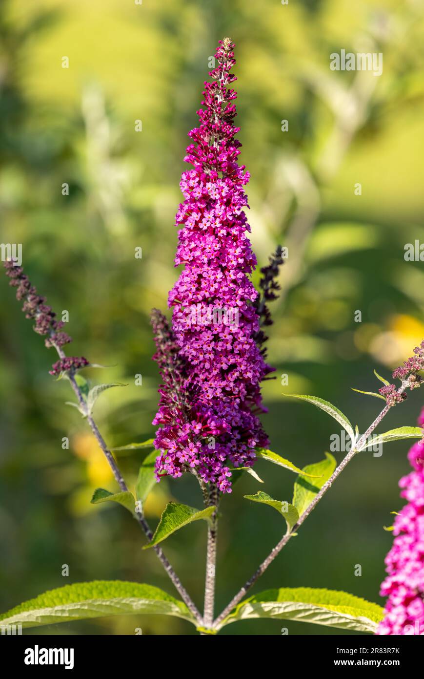 Blooming flowers of buddleja davidii iin a summer garden. Flowers that ...