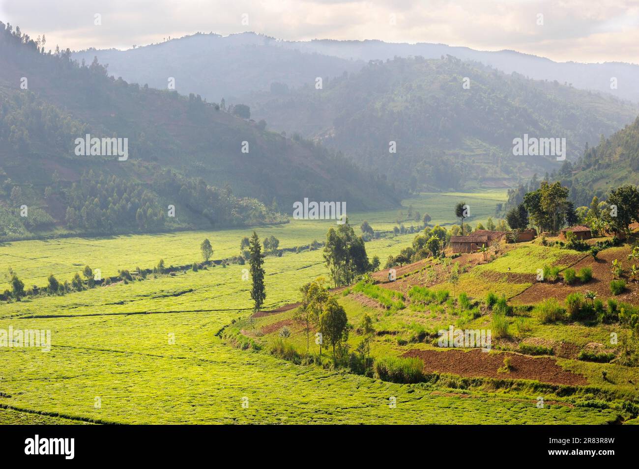 Rwanda tea plantation hi-res stock photography and images - Alamy
