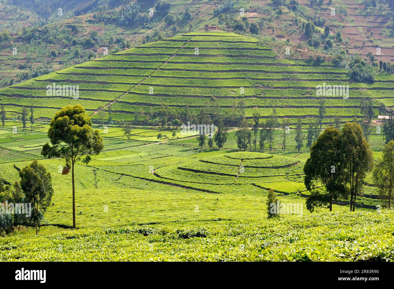 Rwanda tea plantation hi-res stock photography and images - Alamy
