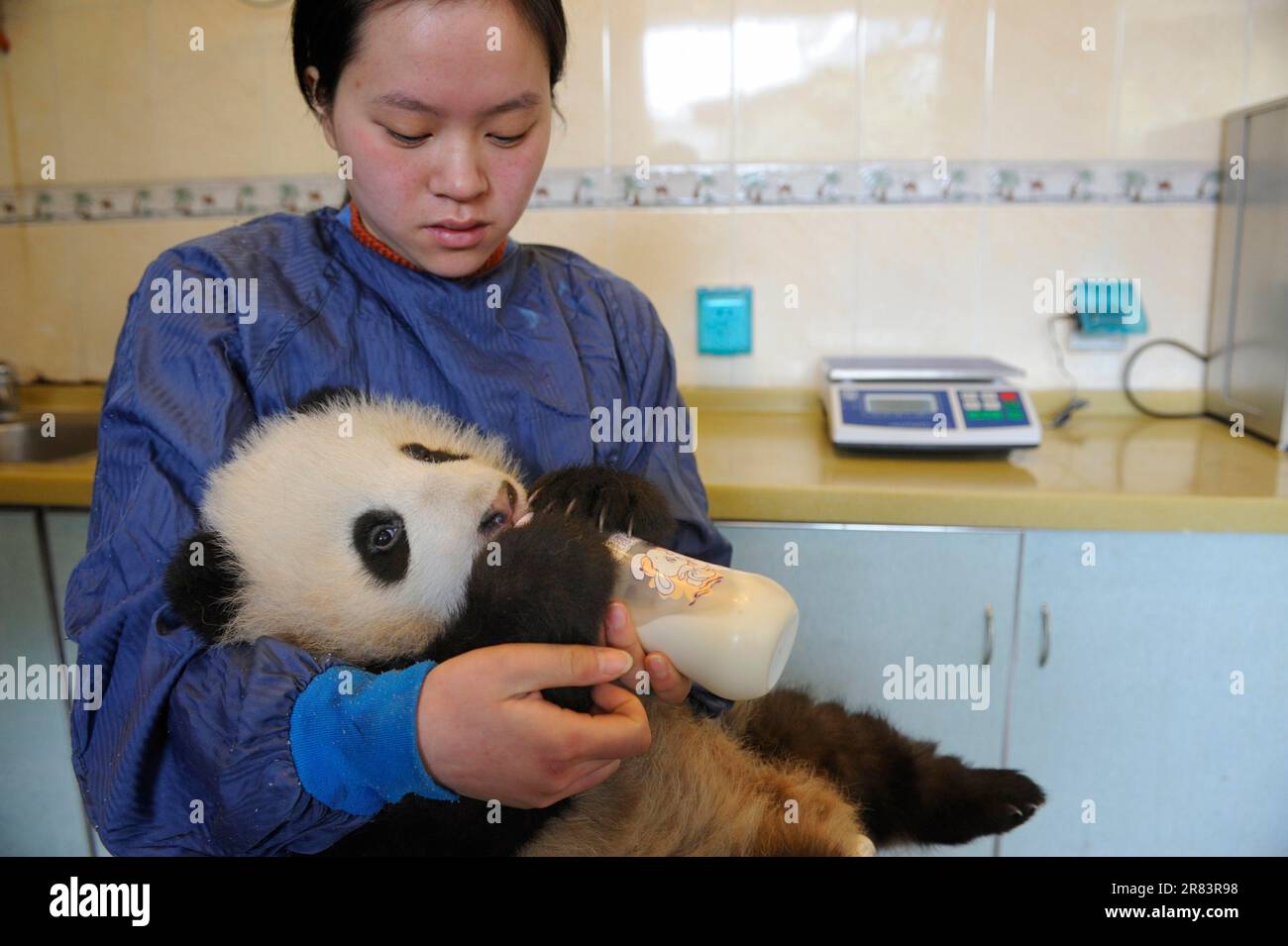 Animal keeper and Giant Panda (Ailuropoda melanoleuca), 5 months ...