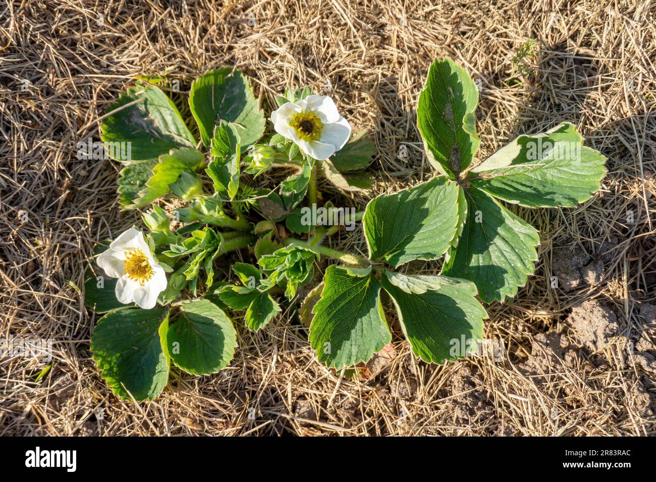 Strawberry black eye. Flower damaged by frost next to a healthy one in ...