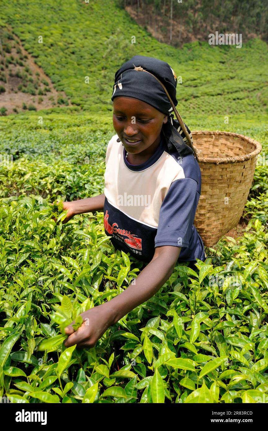 Woman harvesting tea, tea plantation, Nyungwe, Rwanda Stock Photo - Alamy