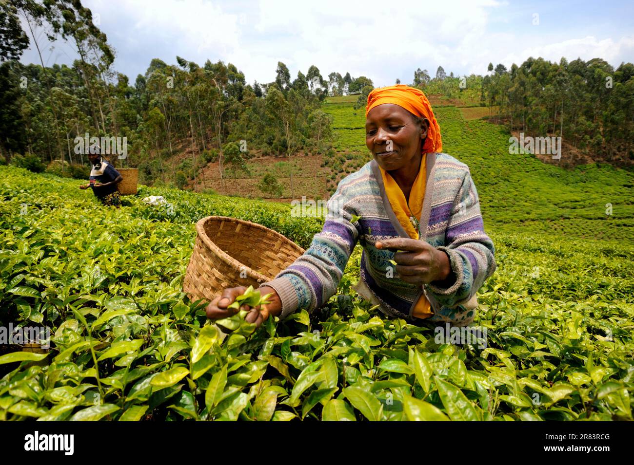 Woman harvesting tea, tea plantation, Nyungwe, Rwanda Stock Photo - Alamy