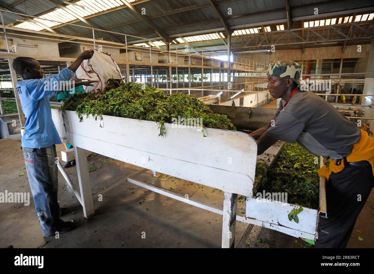 Workers in tea factory, Nyungwe, Rwanda Stock Photo - Alamy