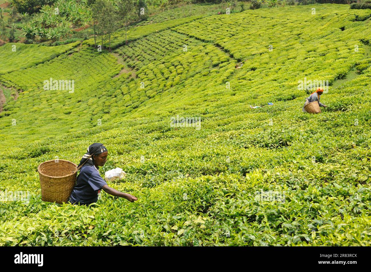 Women harvesting tea, tea plantation, Nyungwe, Rwanda Stock Photo - Alamy