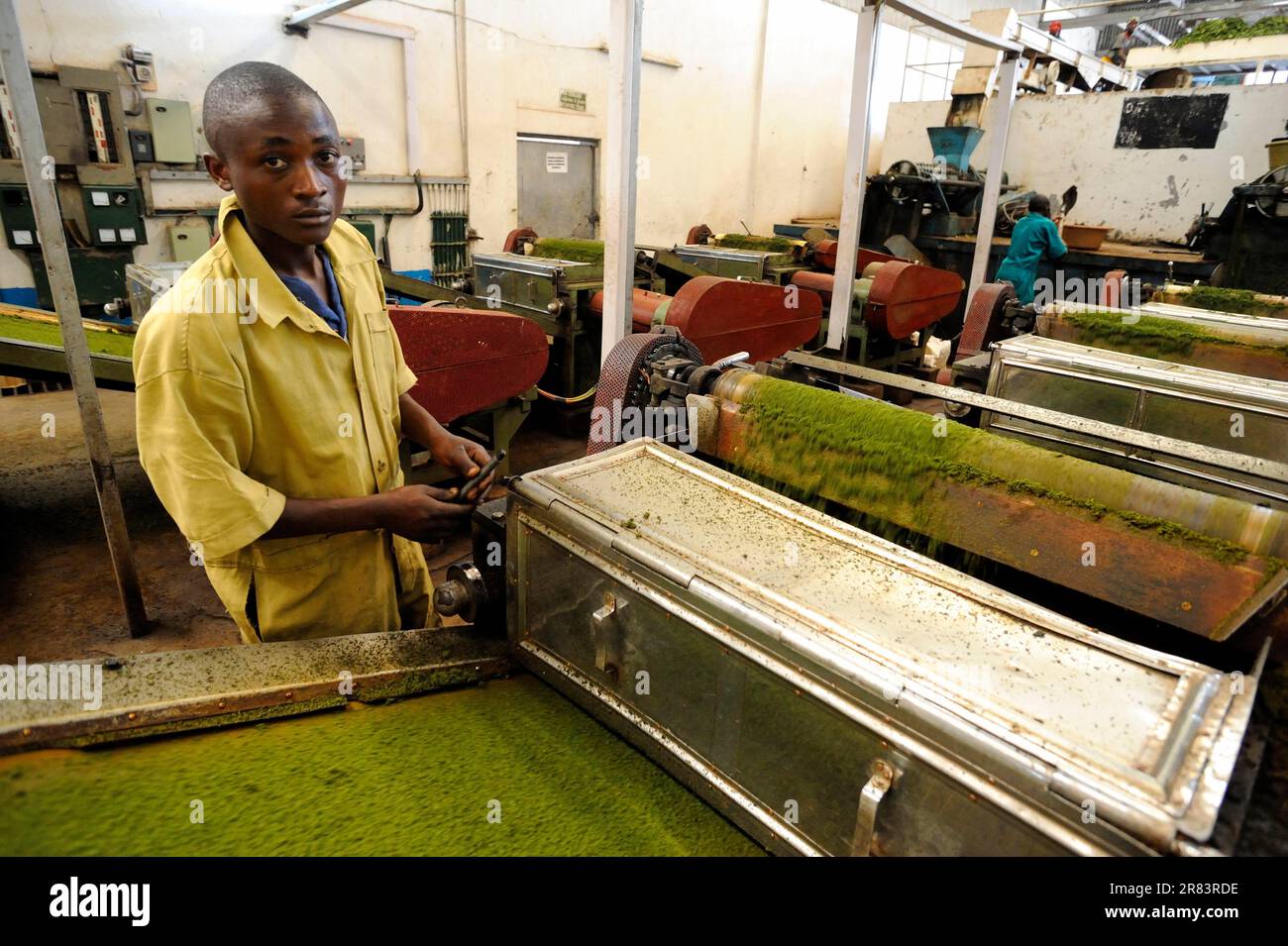 Workers in tea factory, Nyungwe, Rwanda Stock Photo - Alamy
