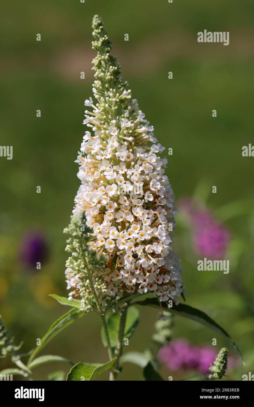 Blooming flowers of buddleja davidii iin a summer garden. Flowers that ...