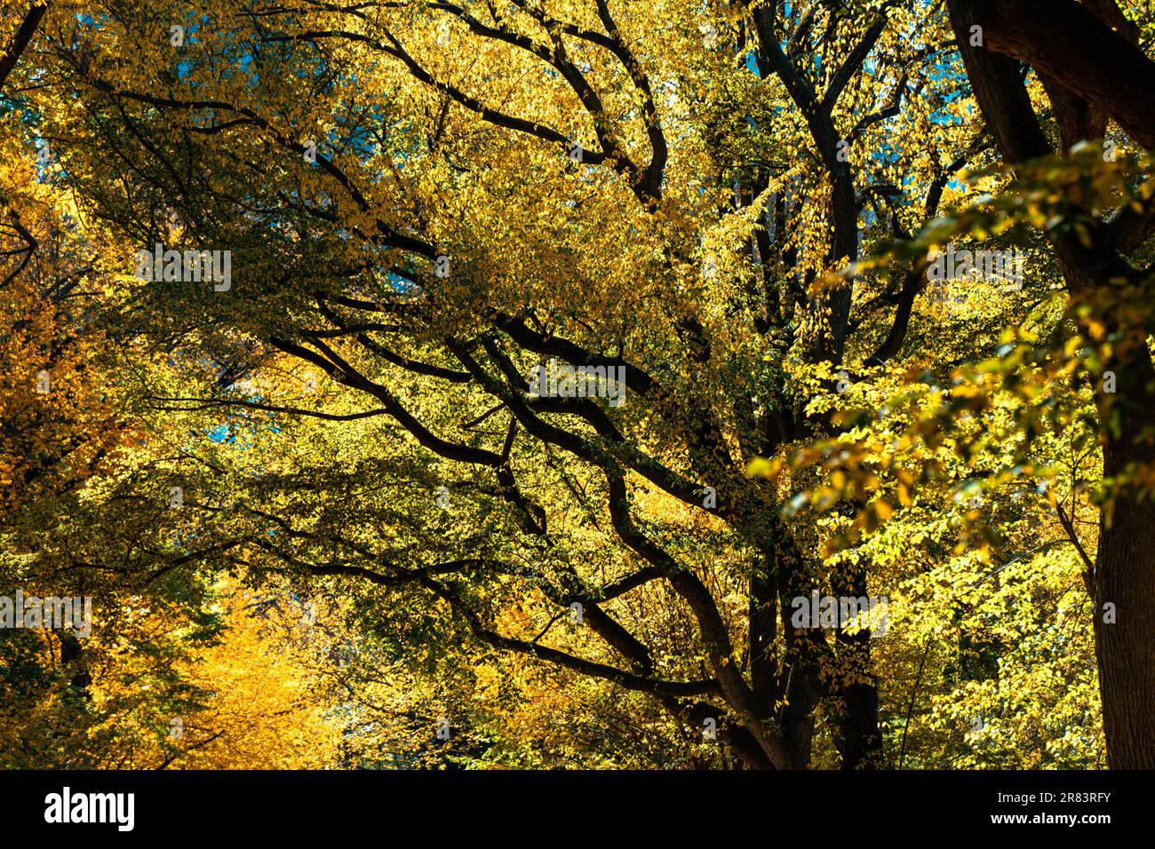 Landscape trees with nature hi-res stock photography and images - Alamy