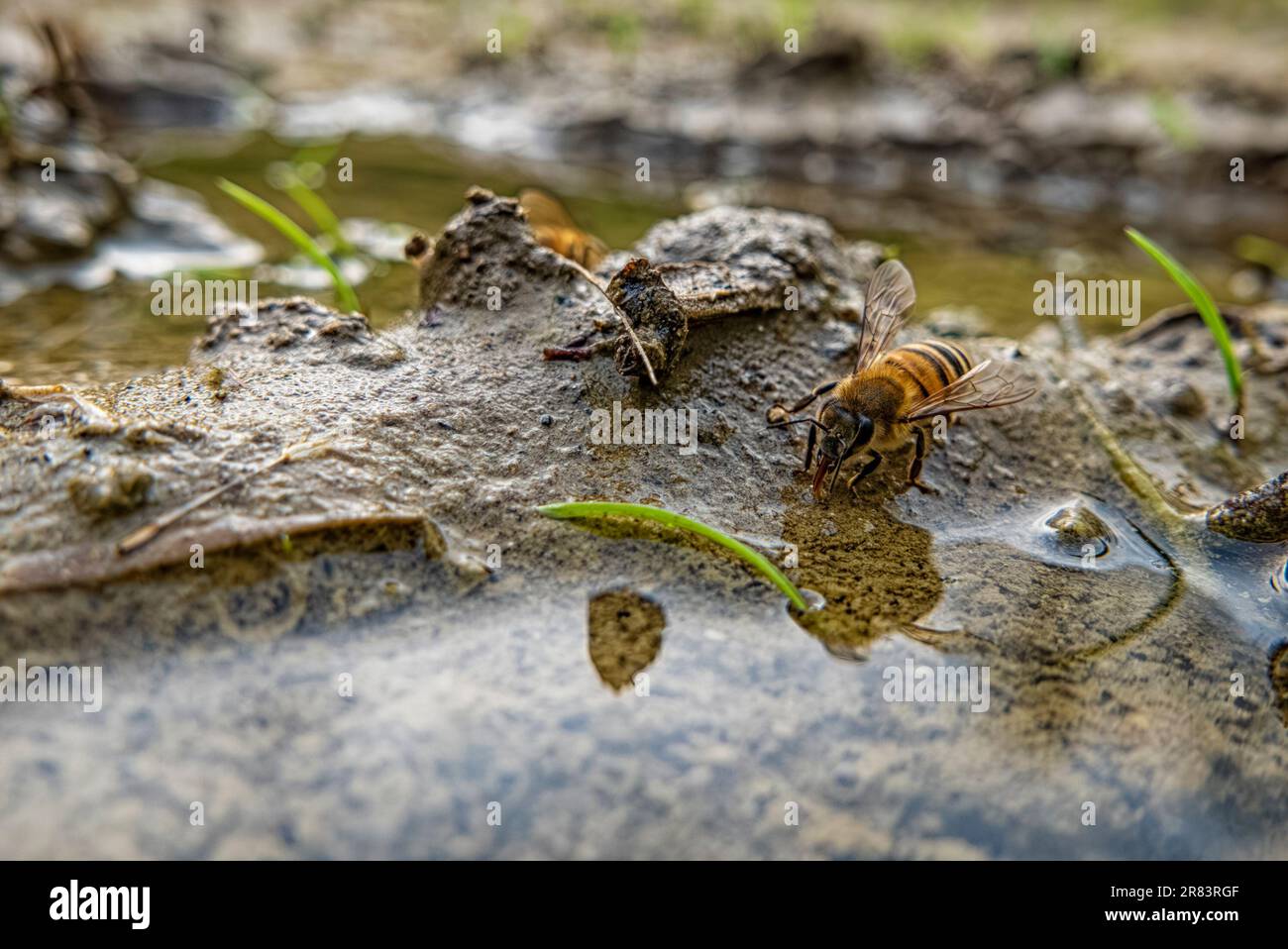 Bee drinking water in a puddle Stock Photo - Alamy