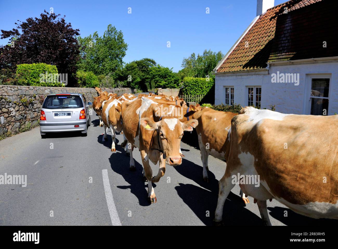 Guernsey cattle, cows on road, channel islands, guernsey Stock Photo ...