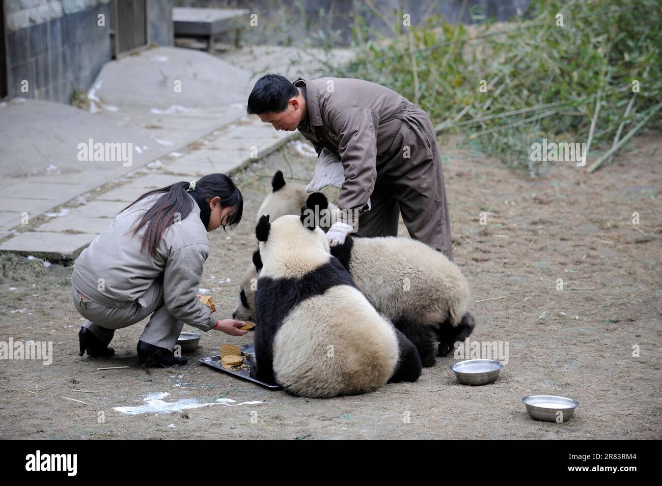 Animal care feeding Giant Pandas (Ailuropoda melanoleuca), 1 1/2 years ... Animal care feeding Giant Pandas (Ailuropoda melanoleuca), 1 1/2 years ...