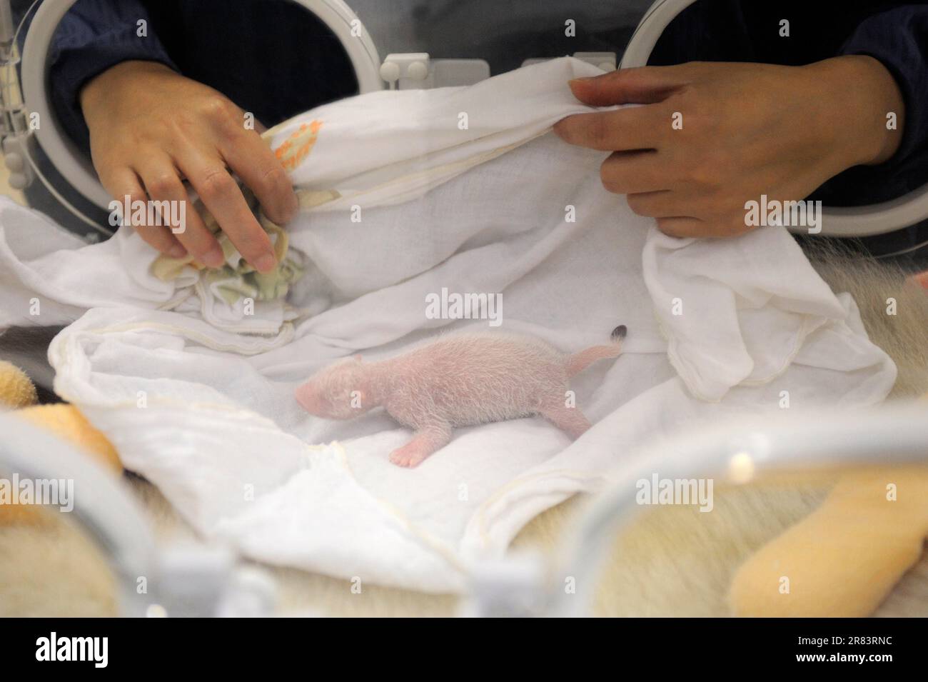 Keeper and Giant Panda (Ailuropoda melanoleuca) young, 5 days, Bifengxia Breeding and ...