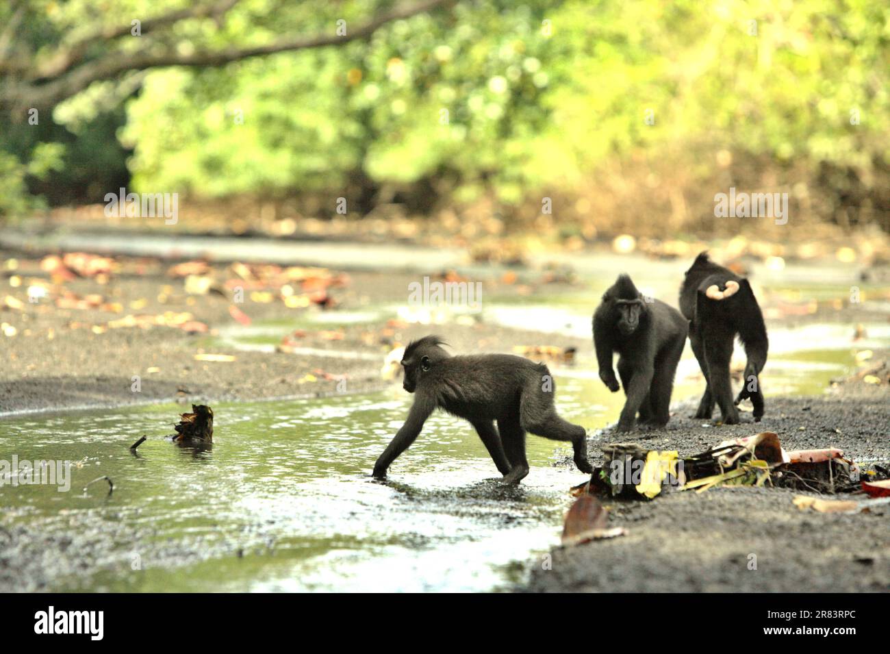 Three juveniles of Sulawesi black-crested macaque (Macaca nigra)—one of ...