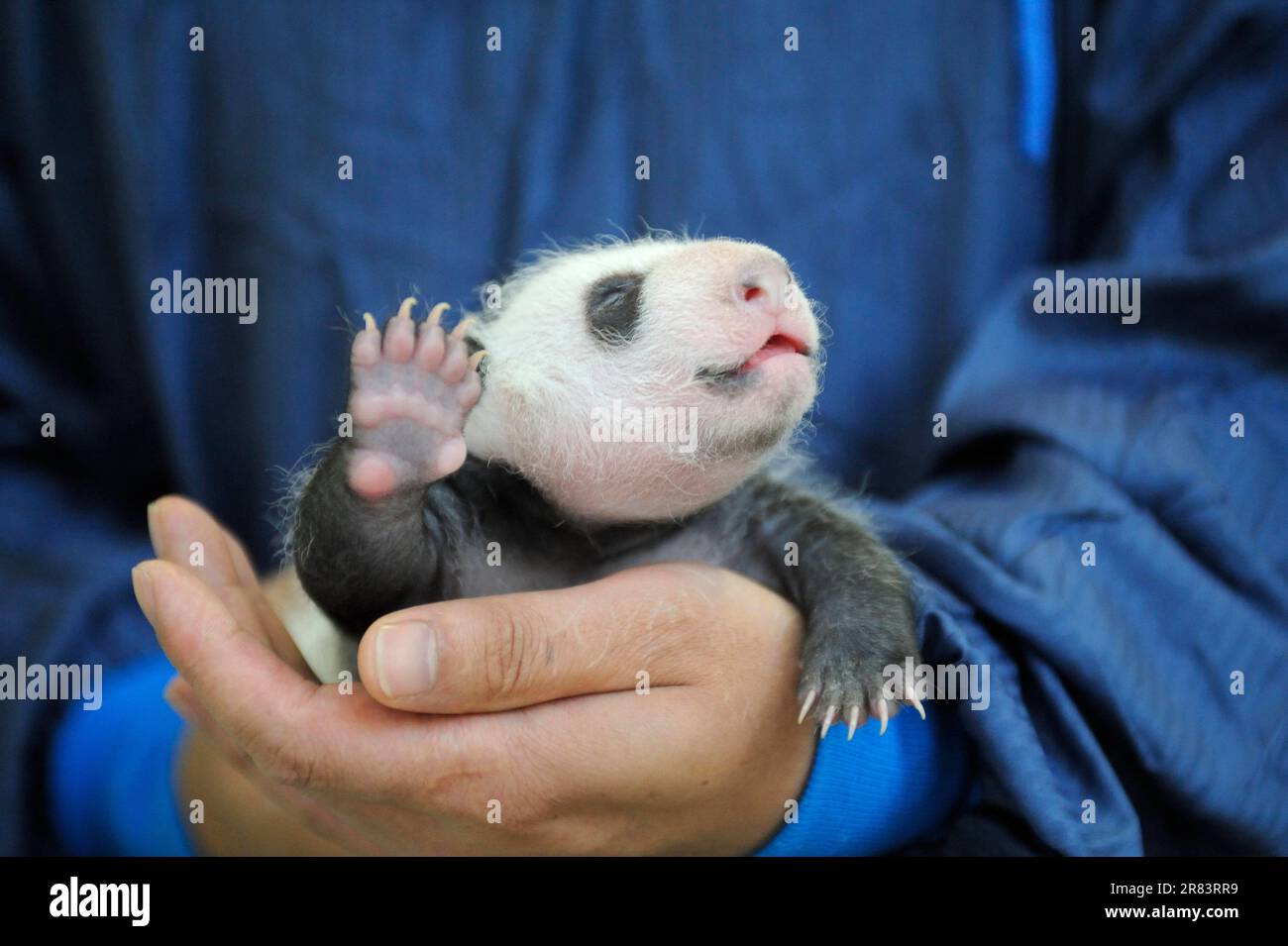 Keeper and Giant Panda (Ailuropoda melanoleuca) young, 3 weeks ...