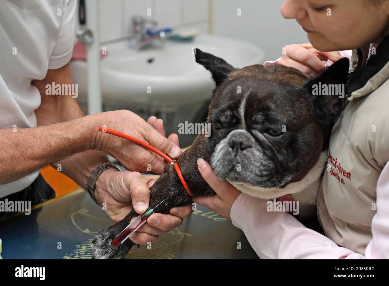 French bulldog at the vet. Preparation for blood sampling, blood ...