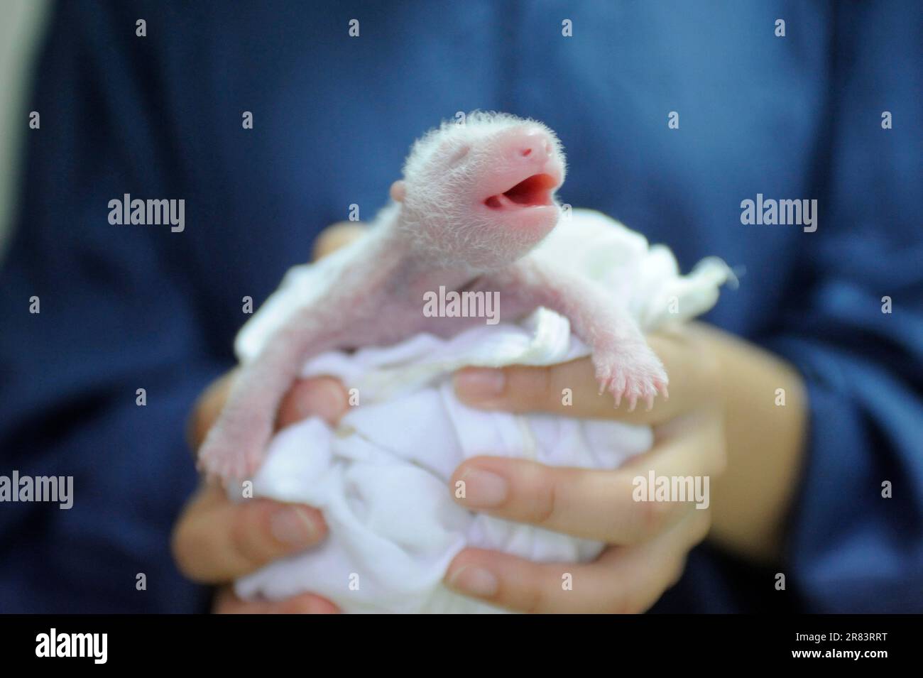Keeper and Giant Panda (Ailuropoda melanoleuca) young, 5 days ...