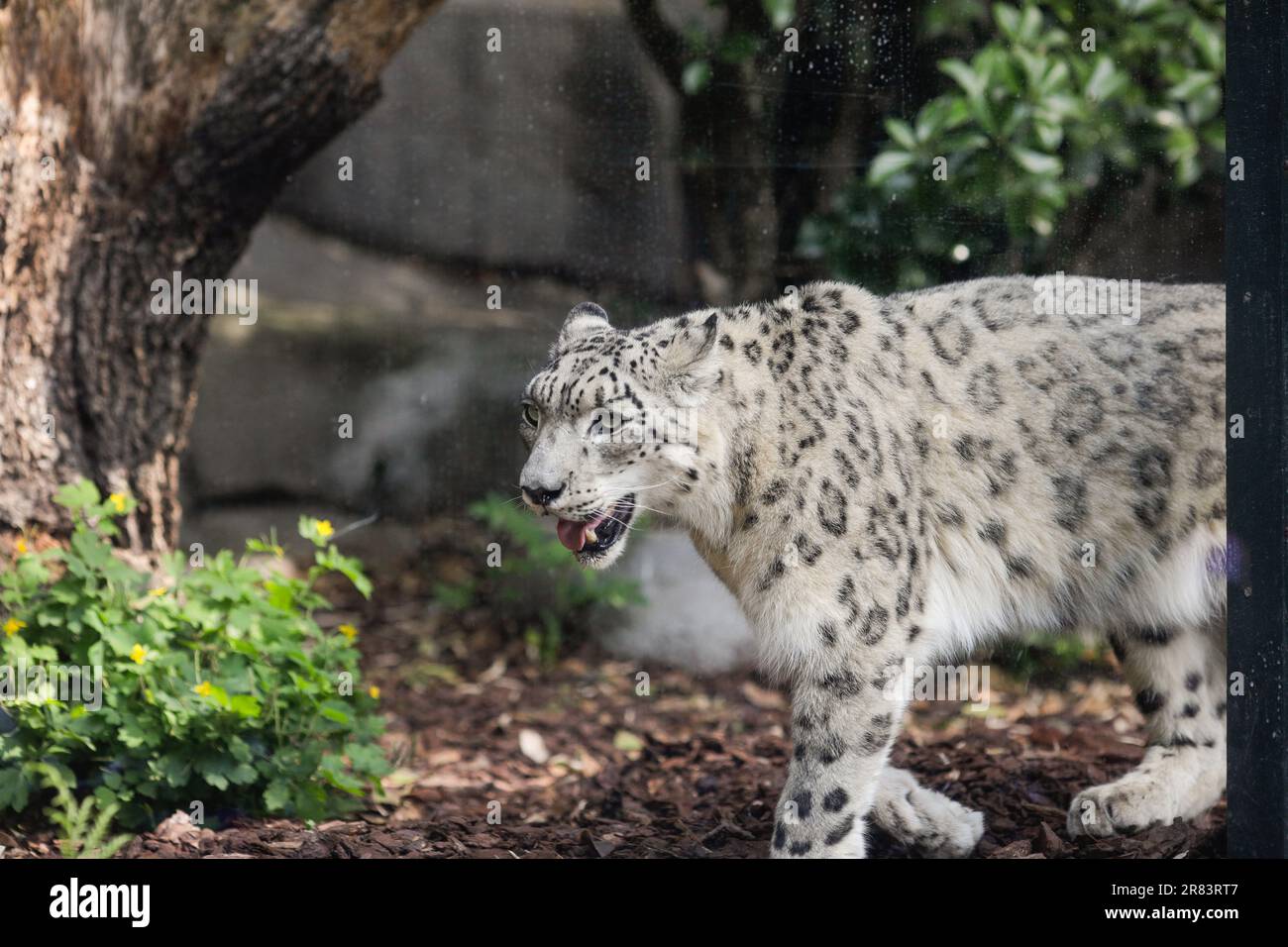 Snow leopard (Panthera Uncia) in captivity walks up and down inside an ...