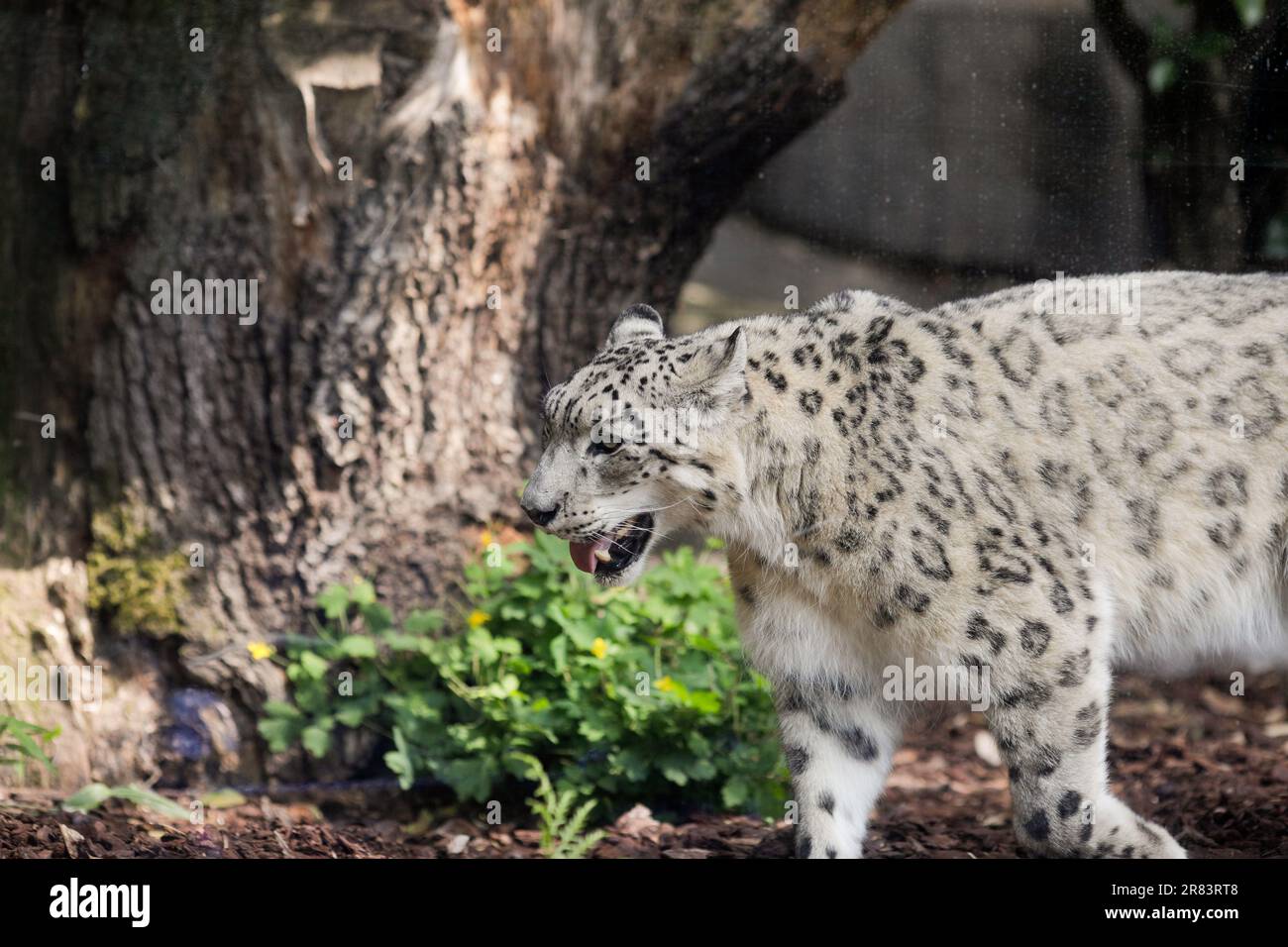 Snow leopard (Panthera Uncia) in captivity walks up and down inside an ...