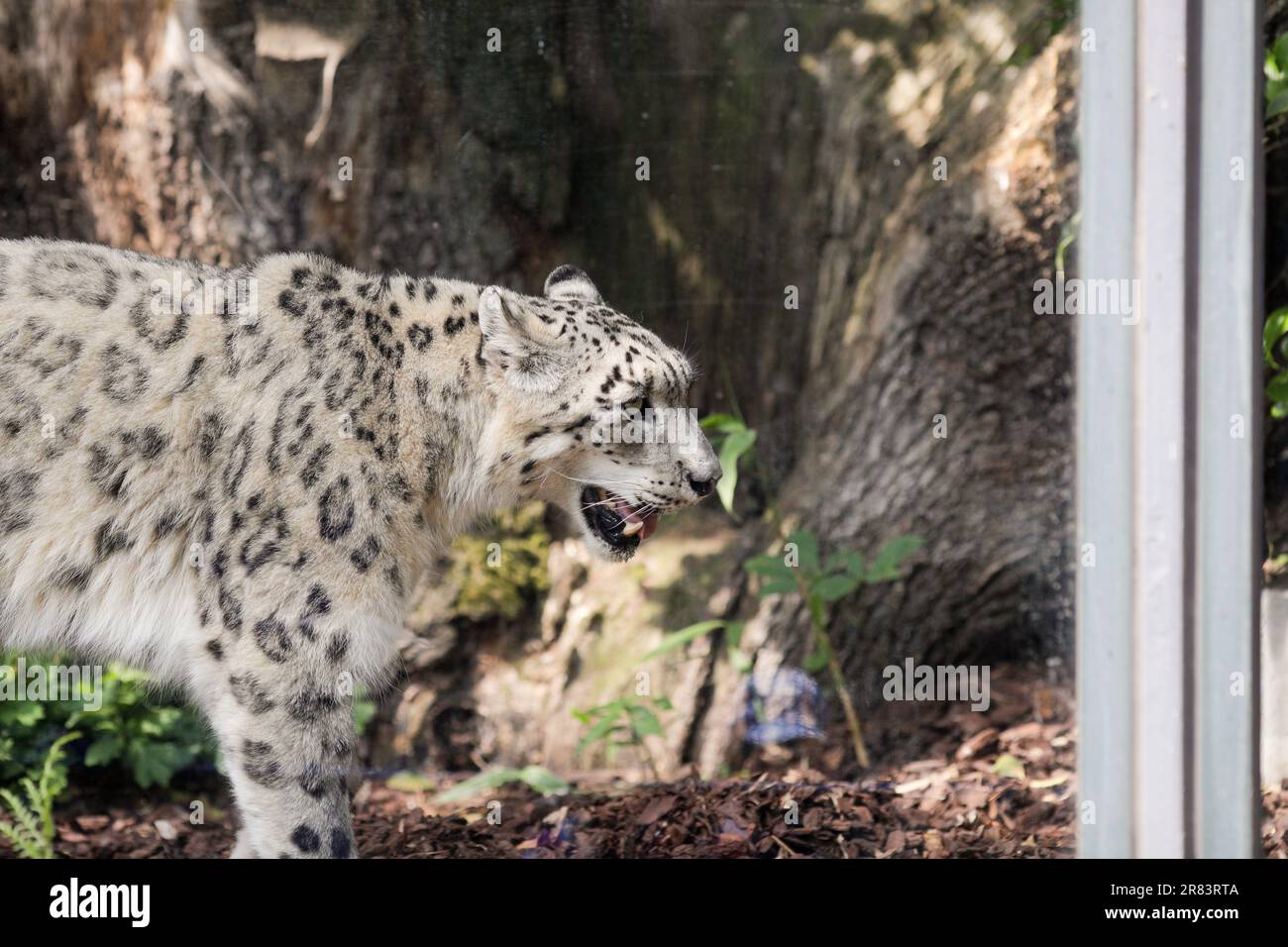 Snow leopard (Panthera Uncia) in captivity walks up and down inside an ...
