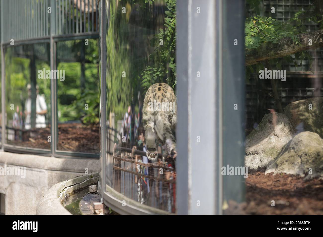 Snow leopard (Panthera Uncia) in captivity walks up and down inside an ...