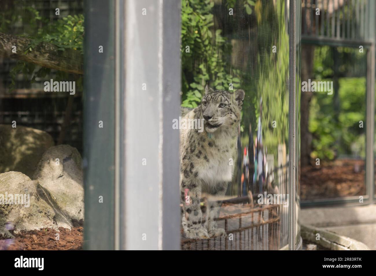 Snow leopard (Panthera Uncia) in captivity walks up and down inside an ...