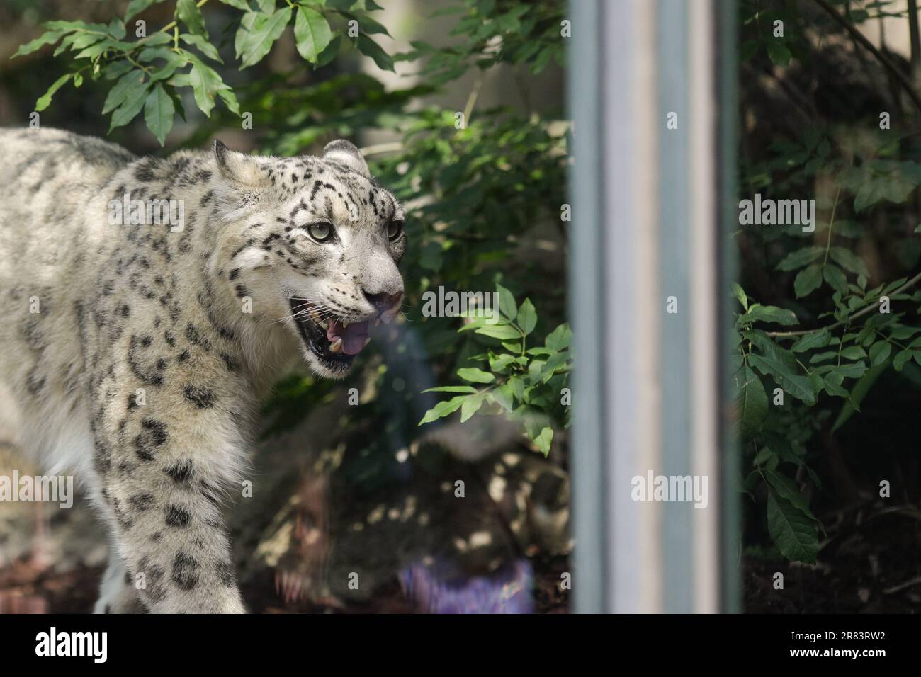 Snow leopard (Panthera Uncia) in captivity walks up and down inside an ...