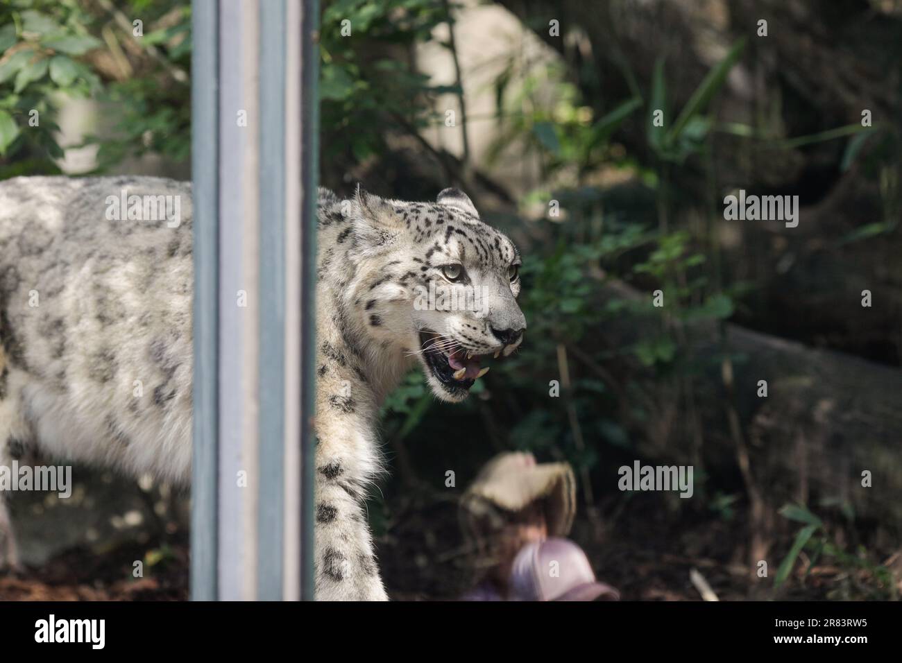 Snow leopard (Panthera Uncia) in captivity walks up and down inside an ...