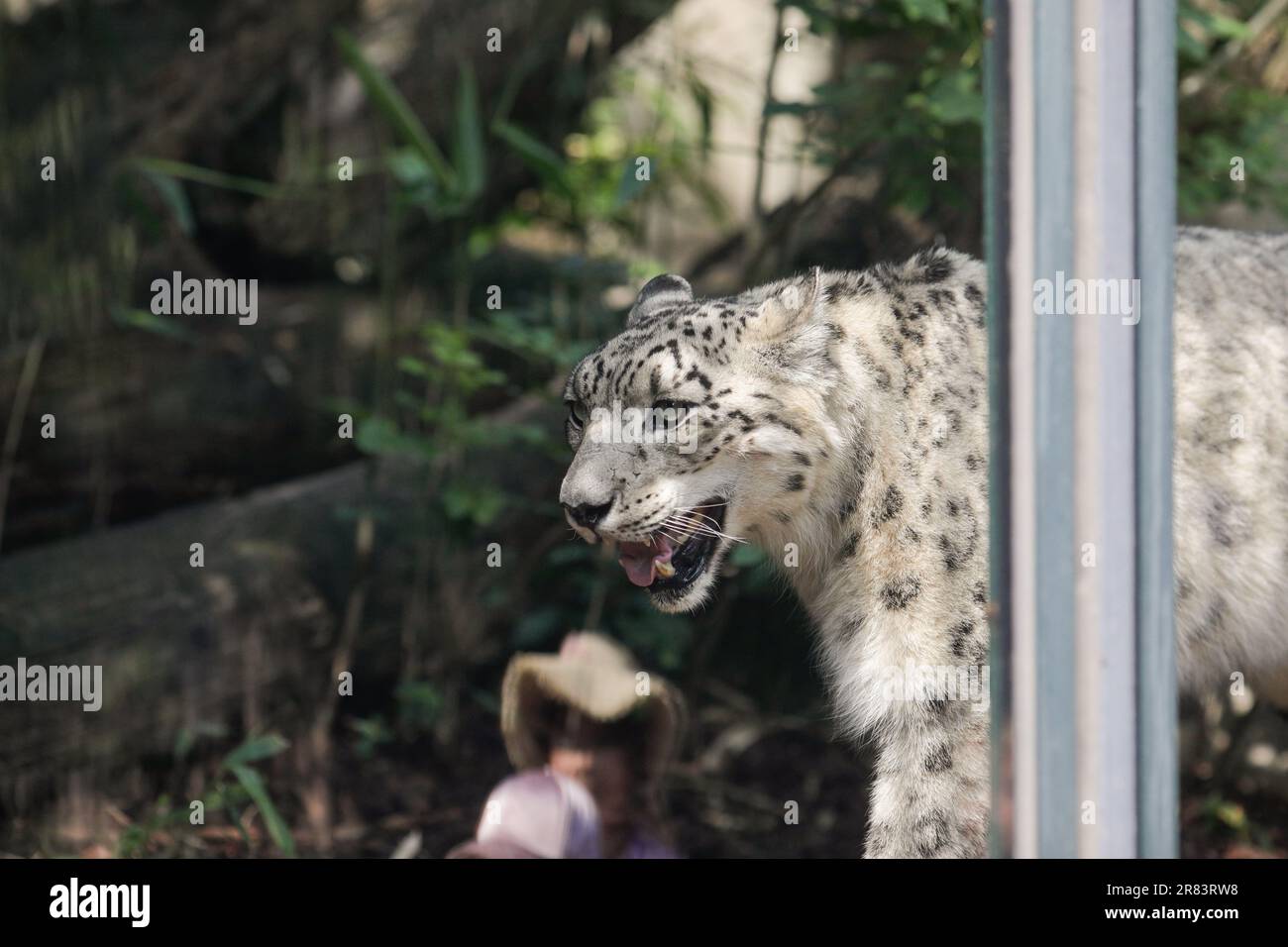 Snow leopard (Panthera Uncia) in captivity walks up and down inside an ...