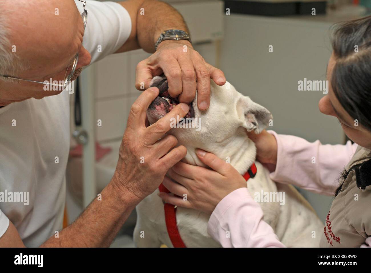 French bulldog at the vet. Teeth are examined. Tooth check Stock Photo ...