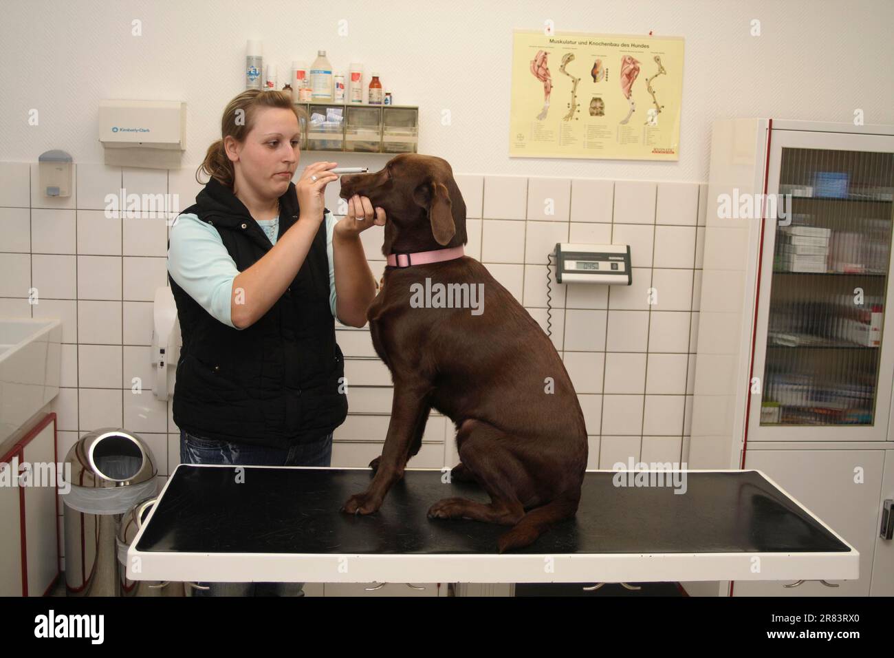 Labrador Retriever at the vet. Eye examination Stock Photo - Alamy