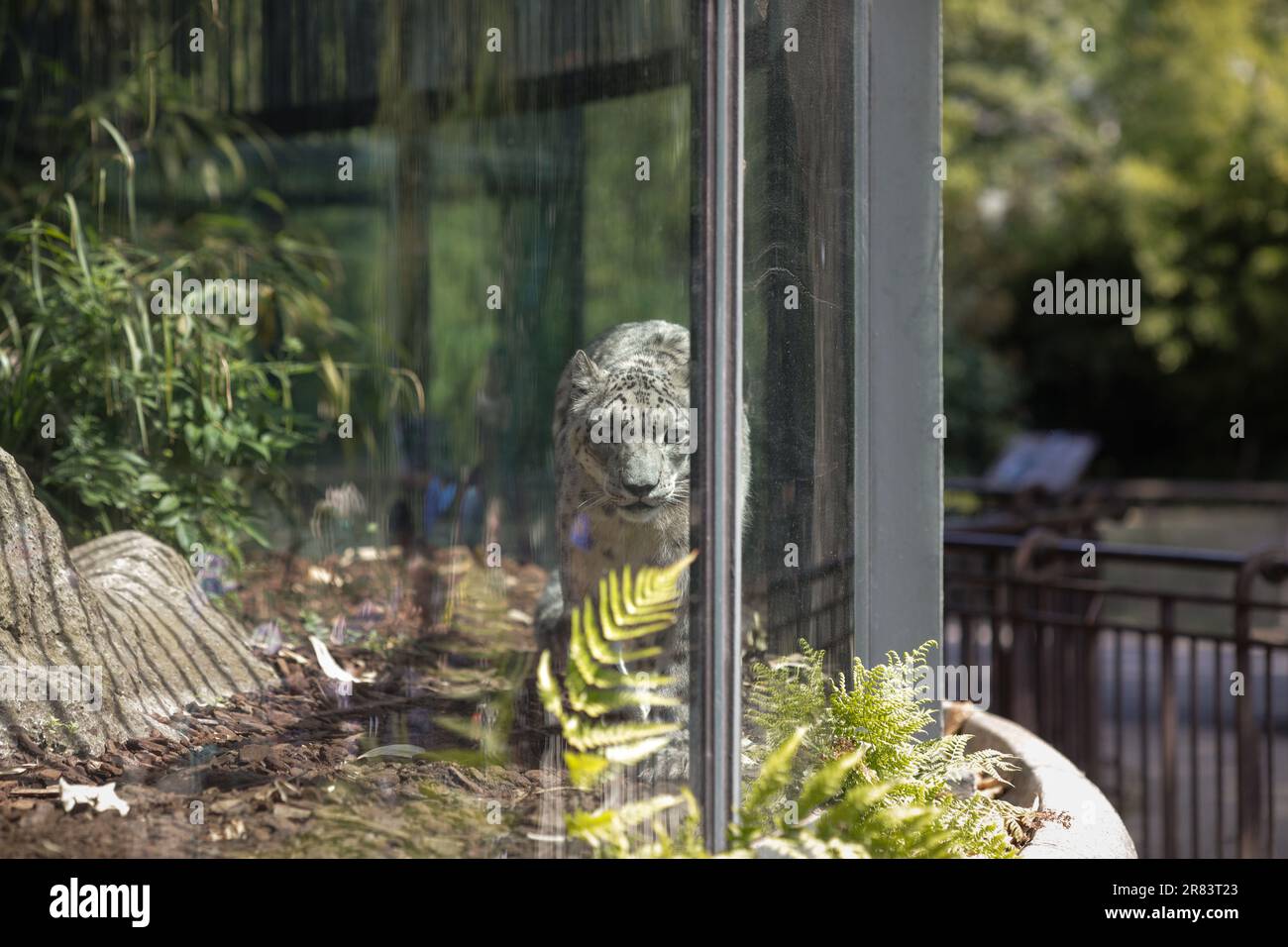 Snow leopard (Panthera Uncia) in captivity walks up and down inside an ...