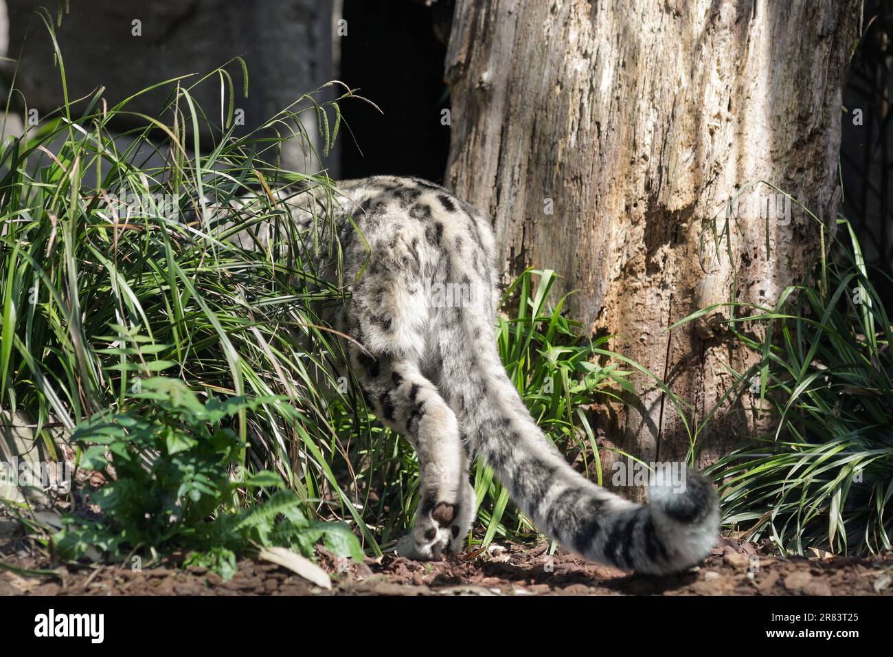 Snow leopard (Panthera Uncia) in captivity walks up and down inside an ...