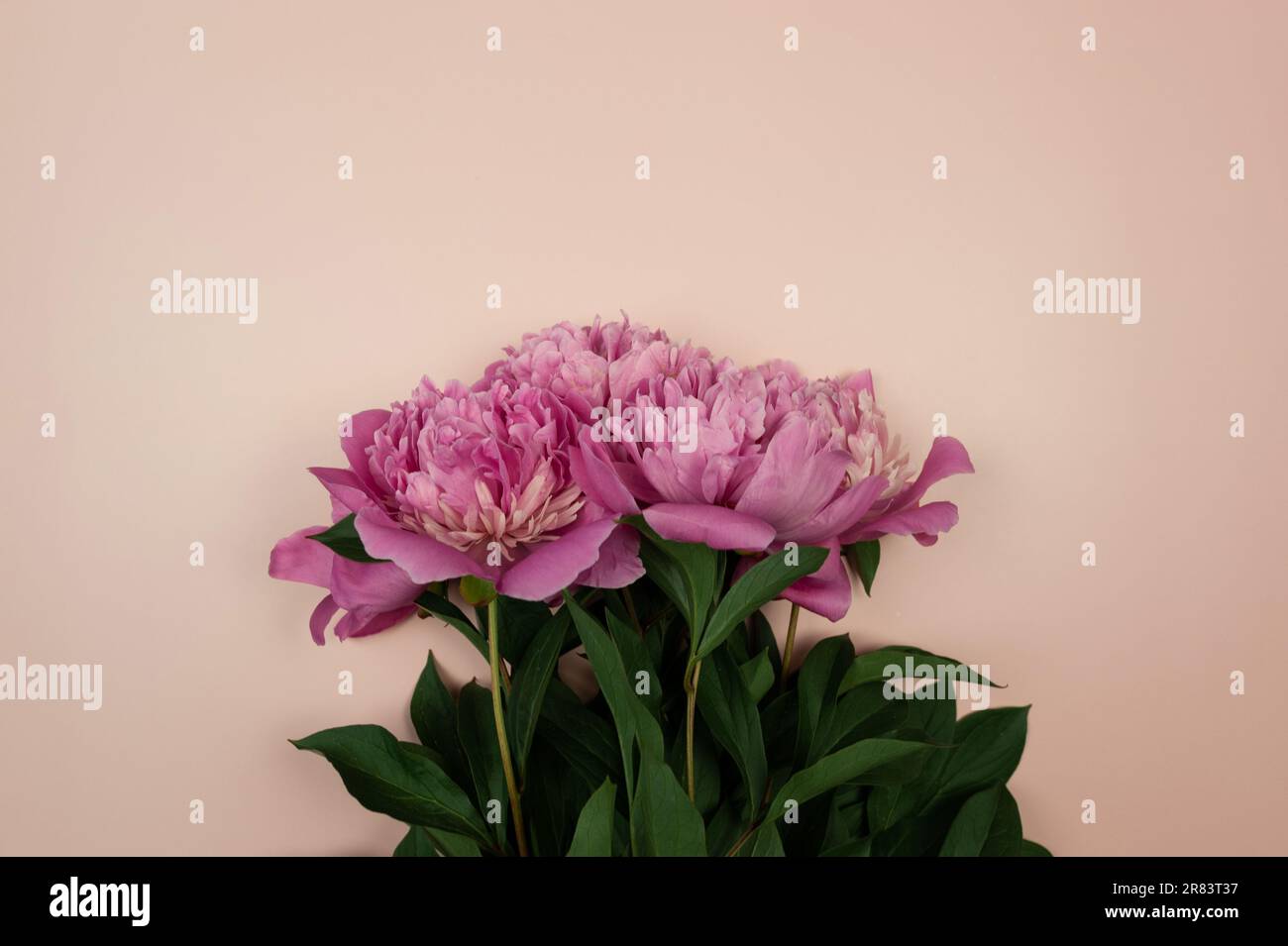 Top view of pink peonies blossoms on beige background. Peonies flowers ...