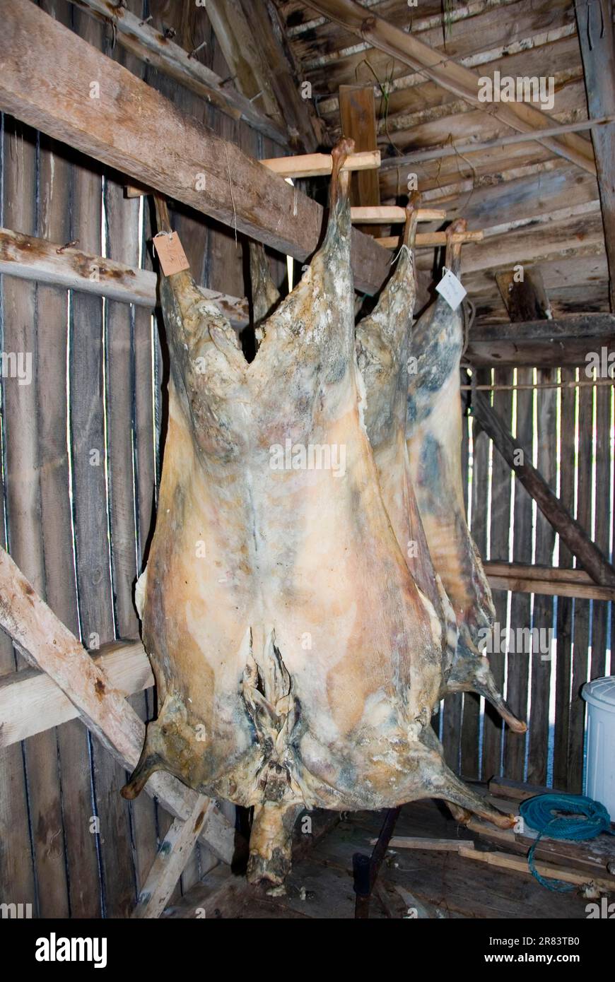 Meat hung to dry, Elduvik, Esturoy Island, Faroe Islands, Denmark ...