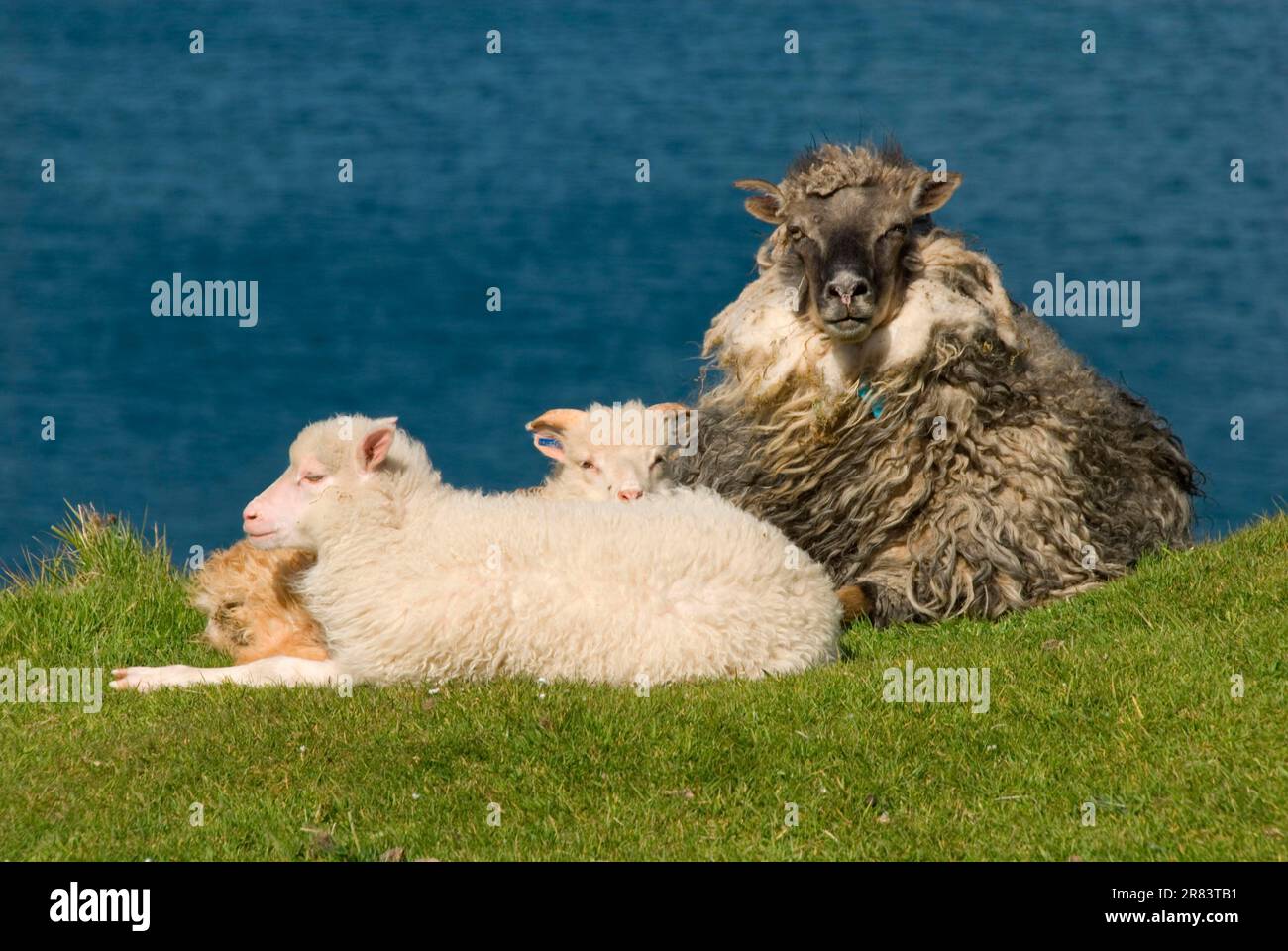 Faerroeer sheep and lambs, Faroe sheep, lamb, Esturoy Island, Faroe ...