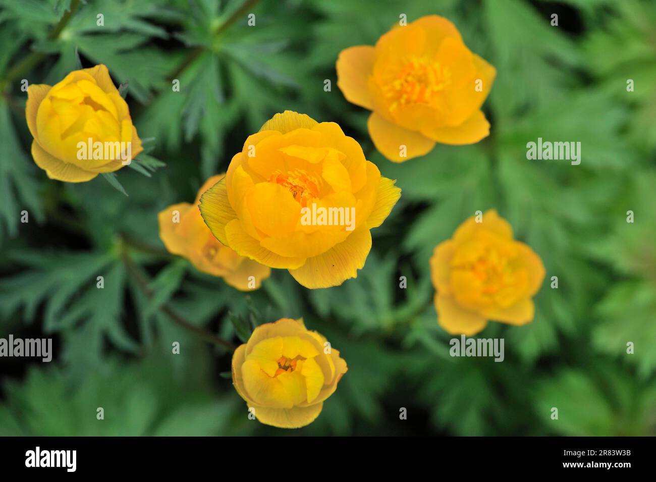 Asian globe flower (Trollius asiaticus Stock Photo - Alamy