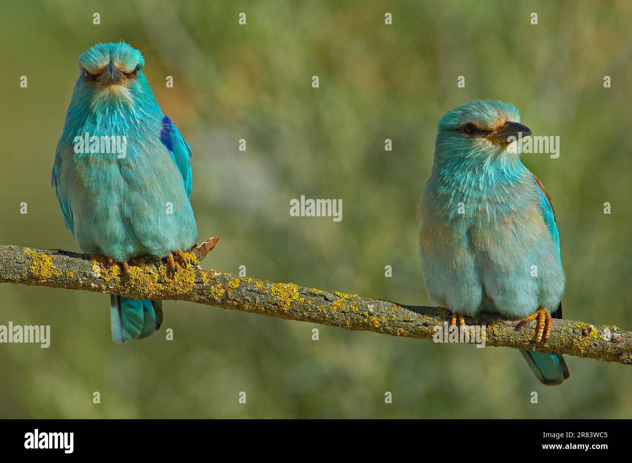 European rollers (Coracias garrulus), Roller, Roller, Animals, Birds ...