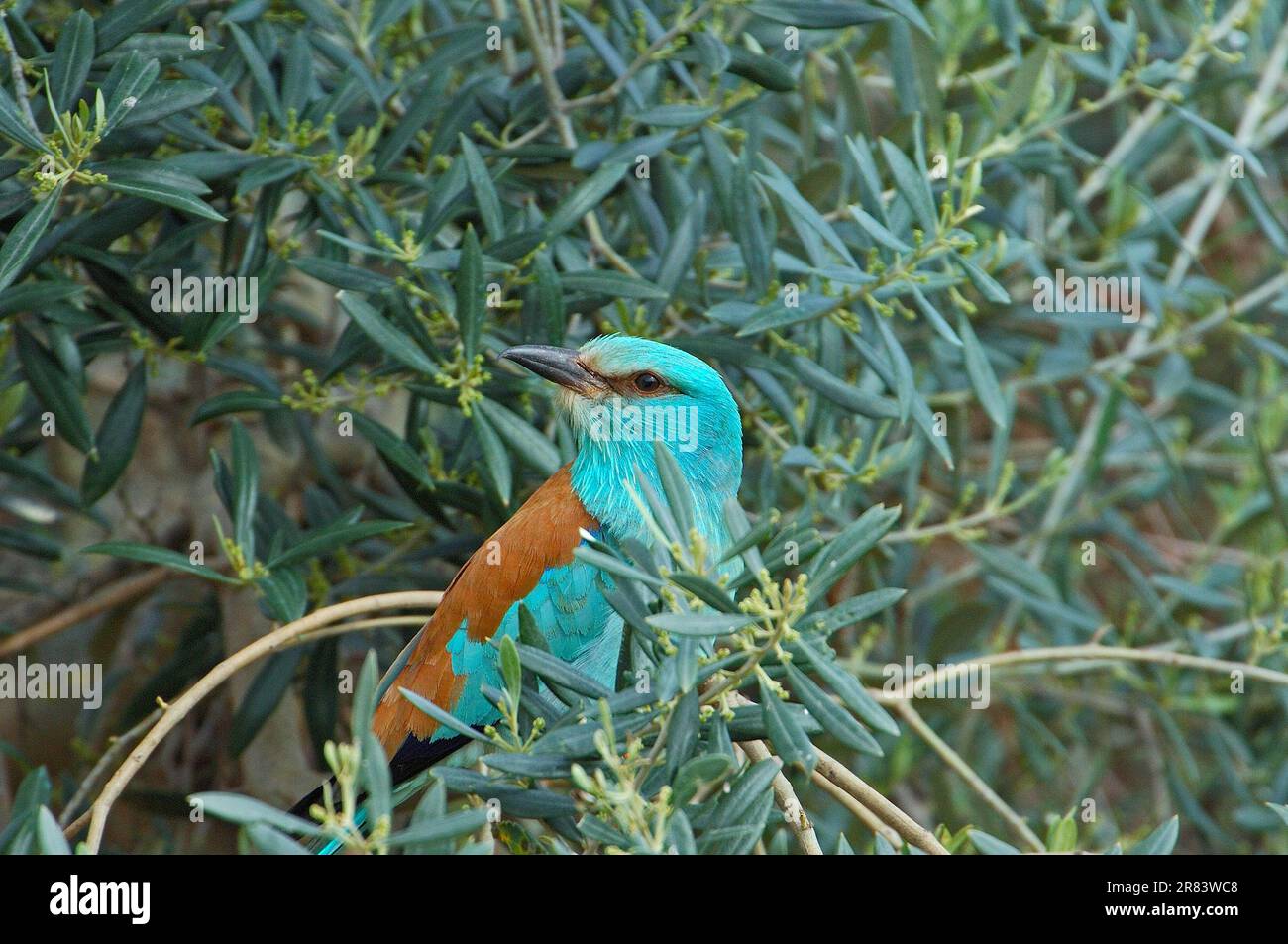 European rollers (Coracias garrulus), Roller, Roller, Animals, Birds ...