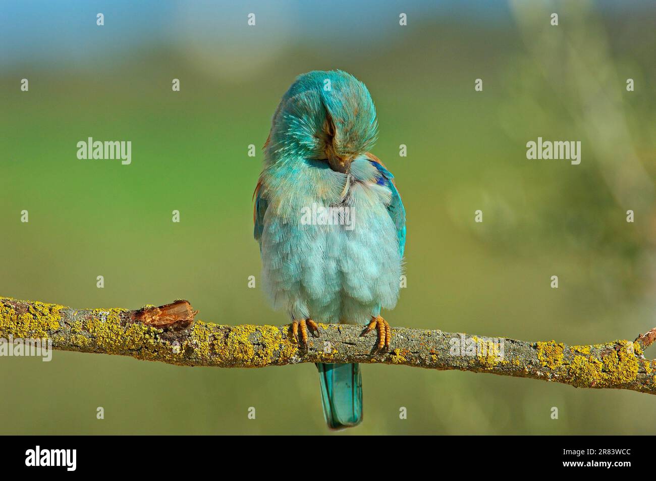 European rollers (Coracias garrulus), Roller, Roller, Animals, Birds ...