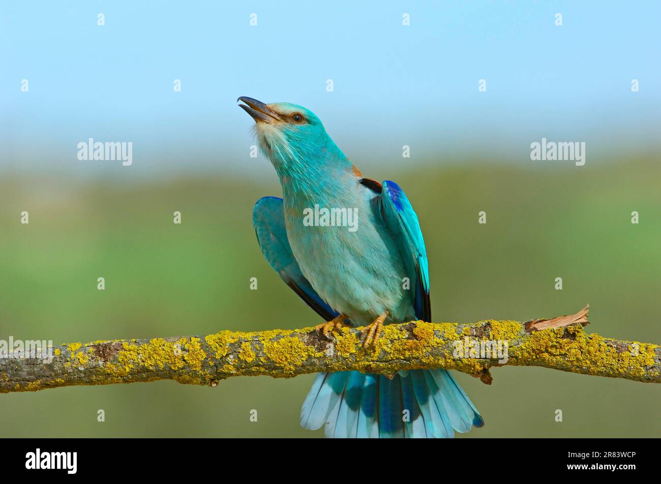 European rollers (Coracias garrulus), Roller, Roller, Animals, Birds, Roller, Andalusia, Spain ...