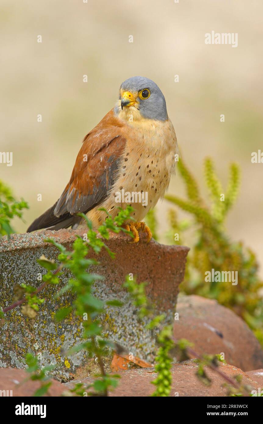Lesser Kestrel (Falco naumanni), Andalusia, Spain Stock Photo - Alamy